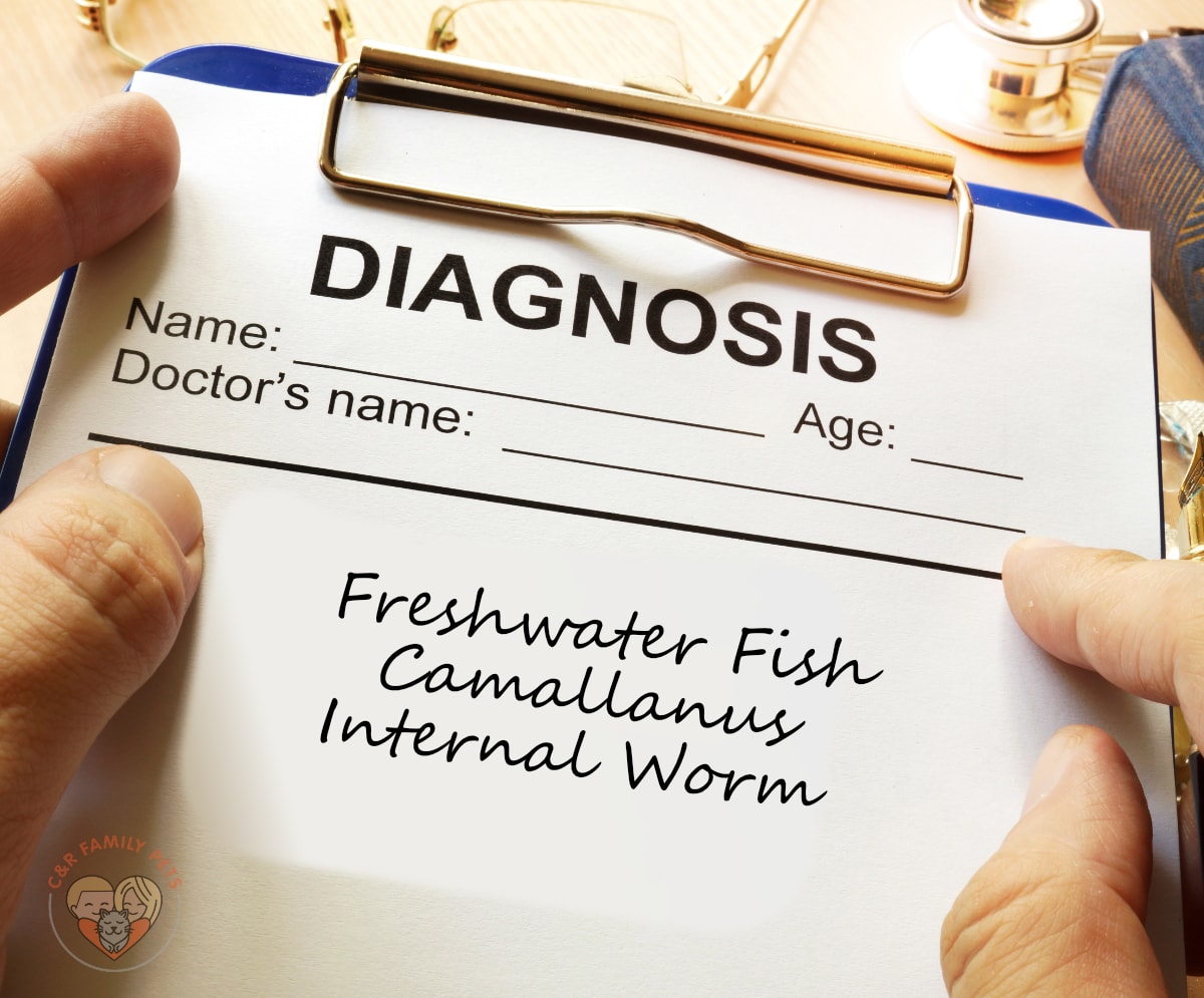 Freshwater Fish Camallanus Internal Worm - C&R Family Pets