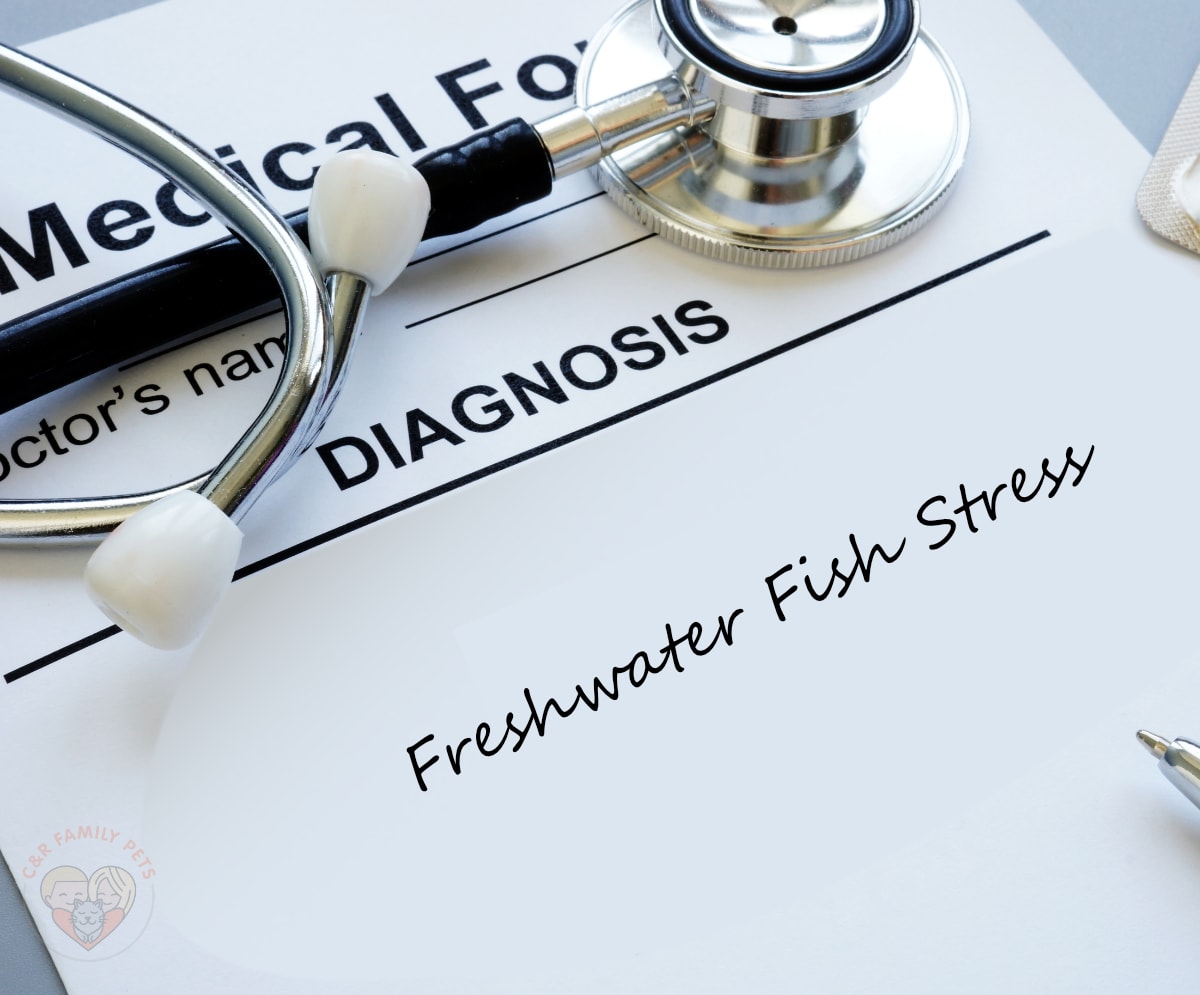 Freshwater Fish Stress - C&R Family Pets