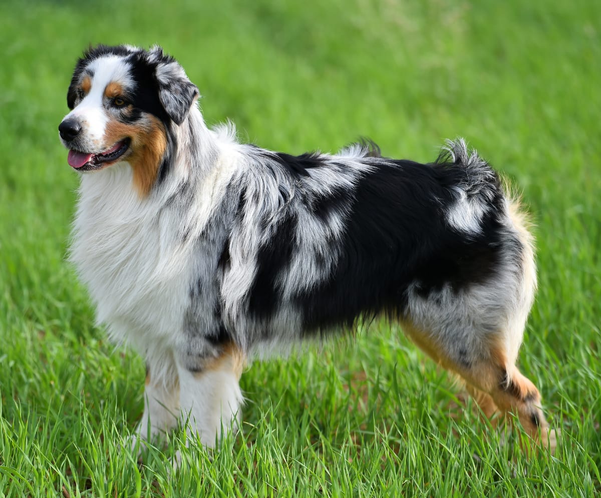 Australian Shepherd - C&R Family Pets