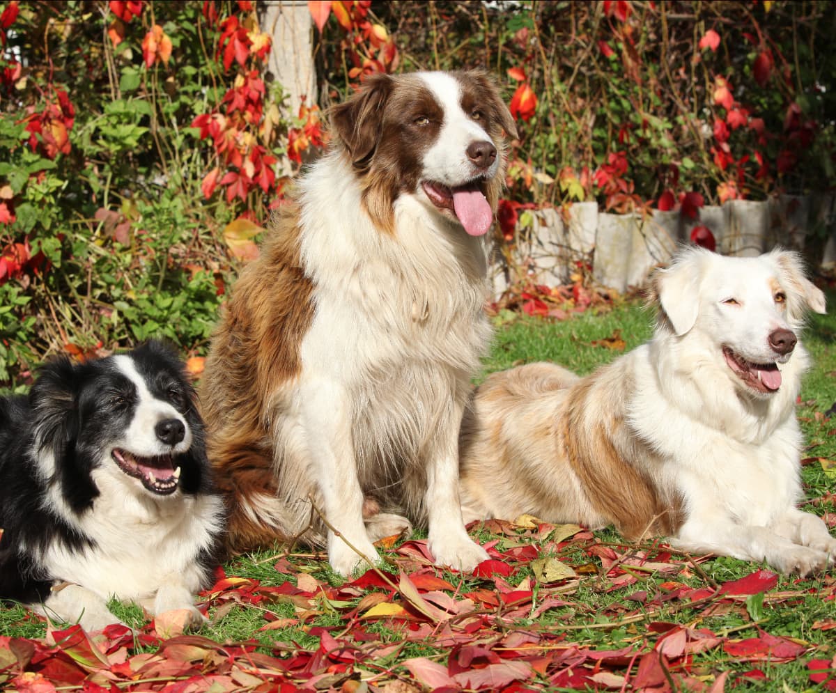 Collies are some of the hardest working family pets!