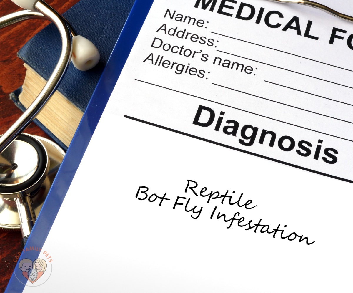 Reptile Bot Fly Infestation - C&R Family Pets
