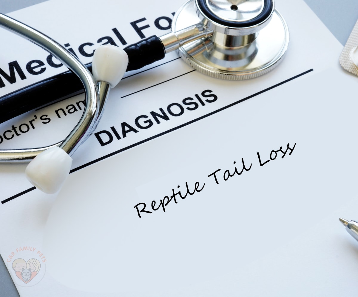 Reptile Tail Loss - C&R Family Pets