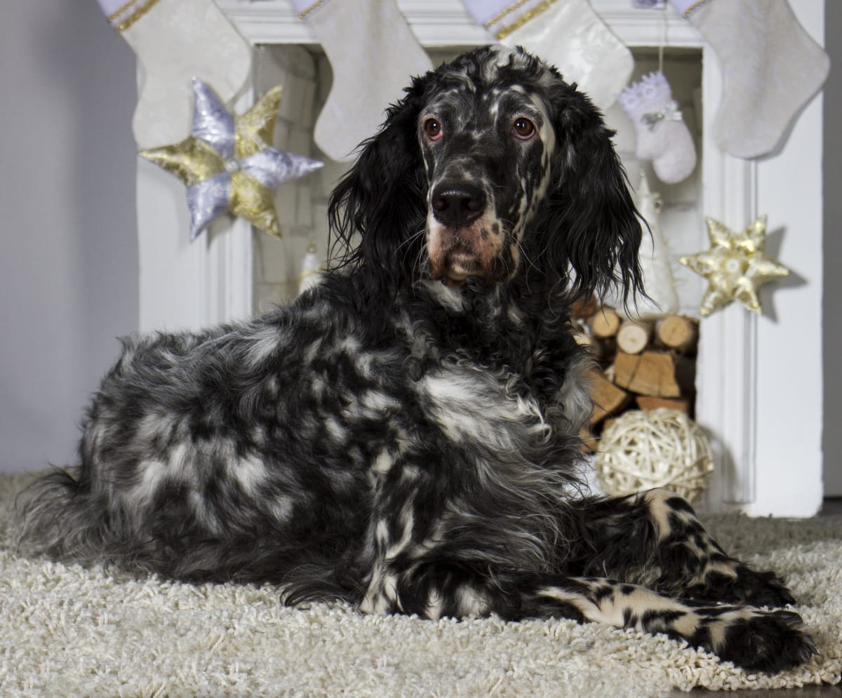 English Setter - A Family Friendly Beautiful and Loving Dog
