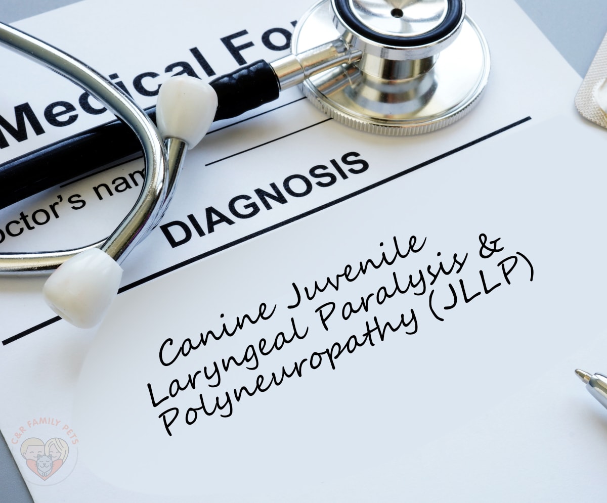 Canine Juvenile Laryngeal Paralysis & Polyneuropathy (JLLP)