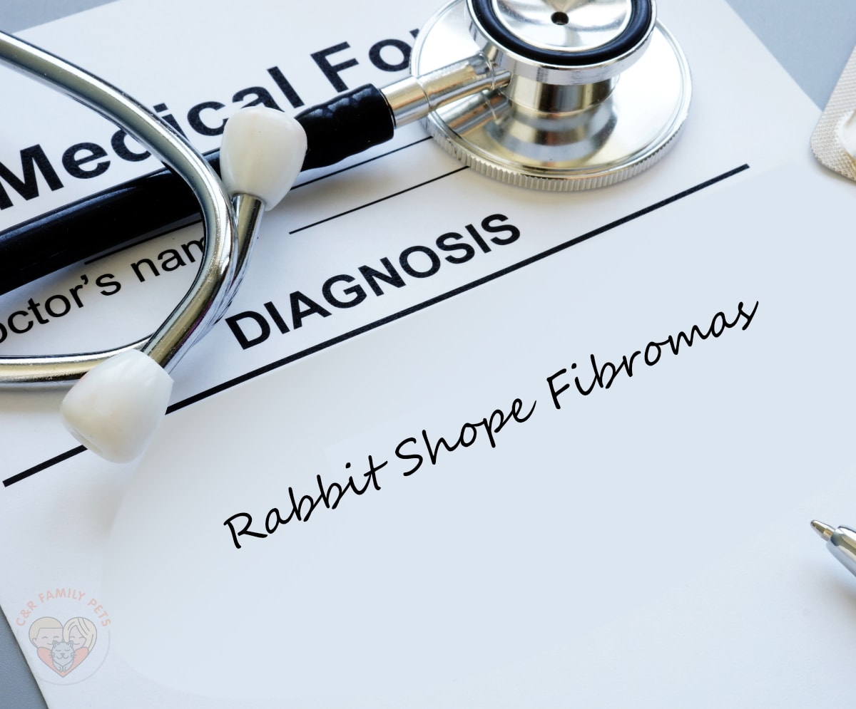 Rabbit Shop Fibromas: Causes, Symptoms, and Treatment