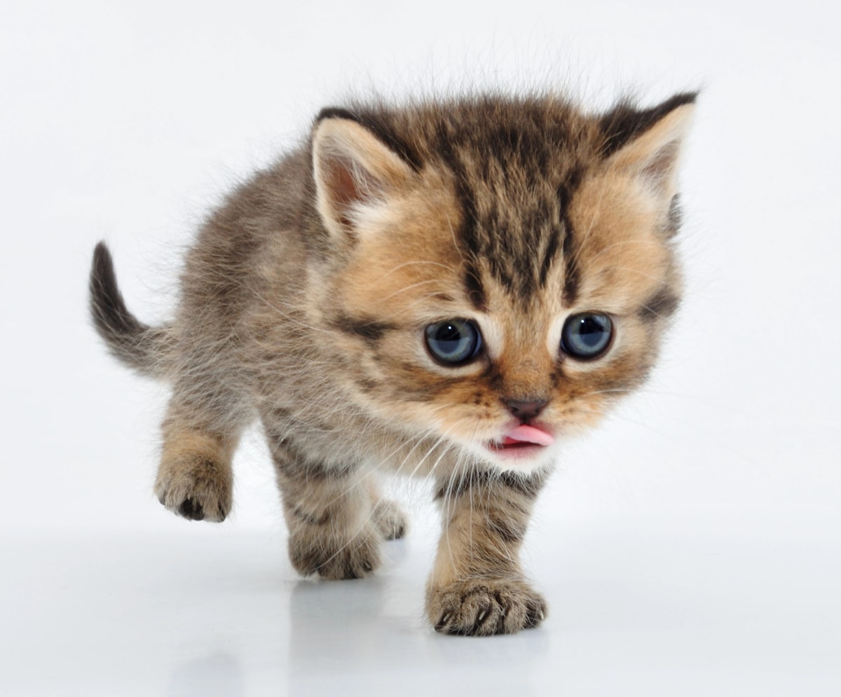 A Kitten's Life From Birth to Adoption - an Epic Journey