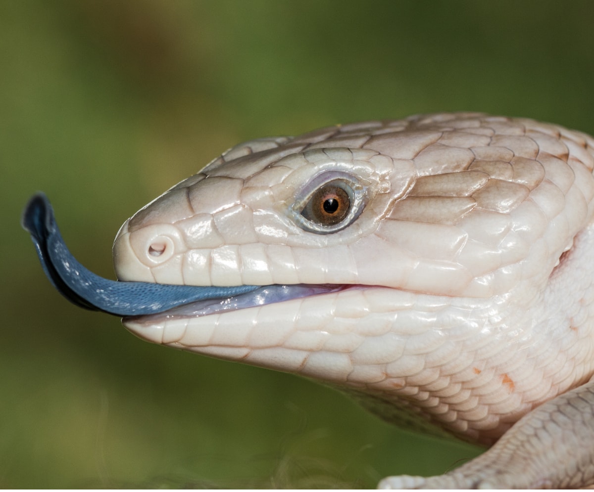 Adorable Blue-Tongued Skinks: A Perfect Pet for Beginners!