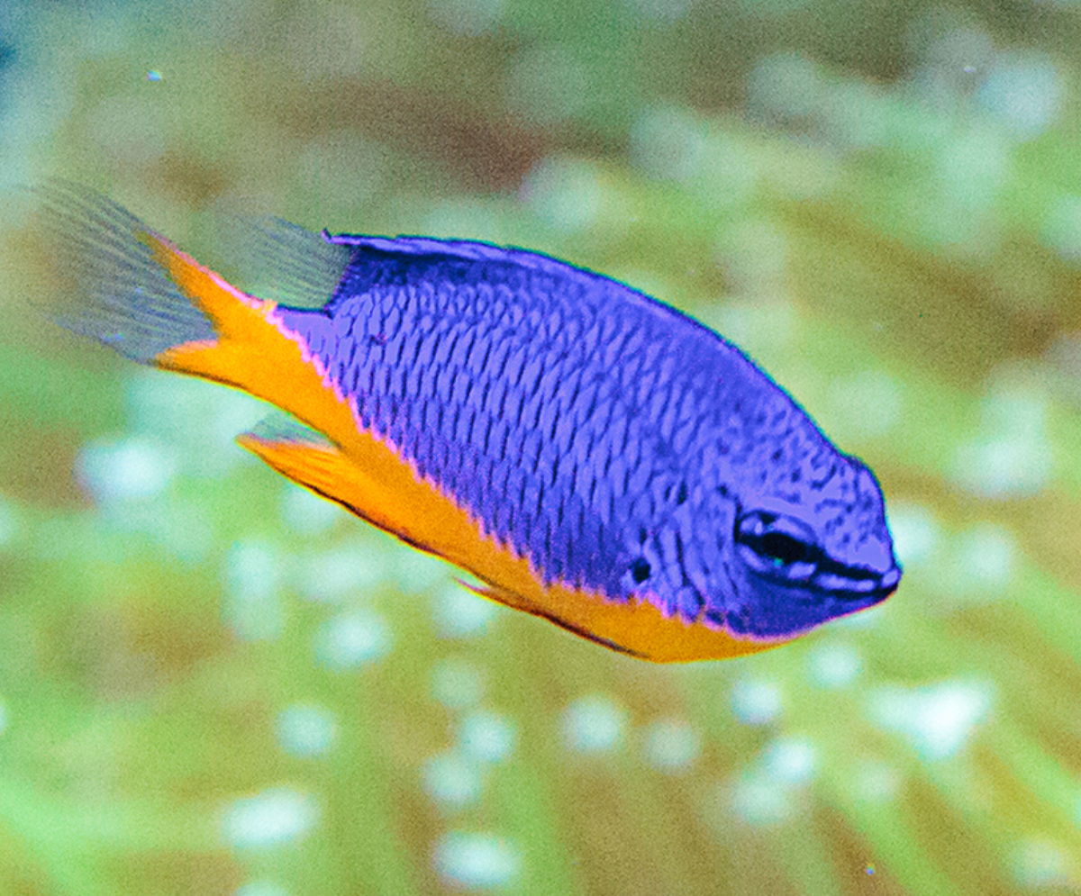 Dazzling Damselfish A Bright & Colorful Fish You'll Love!