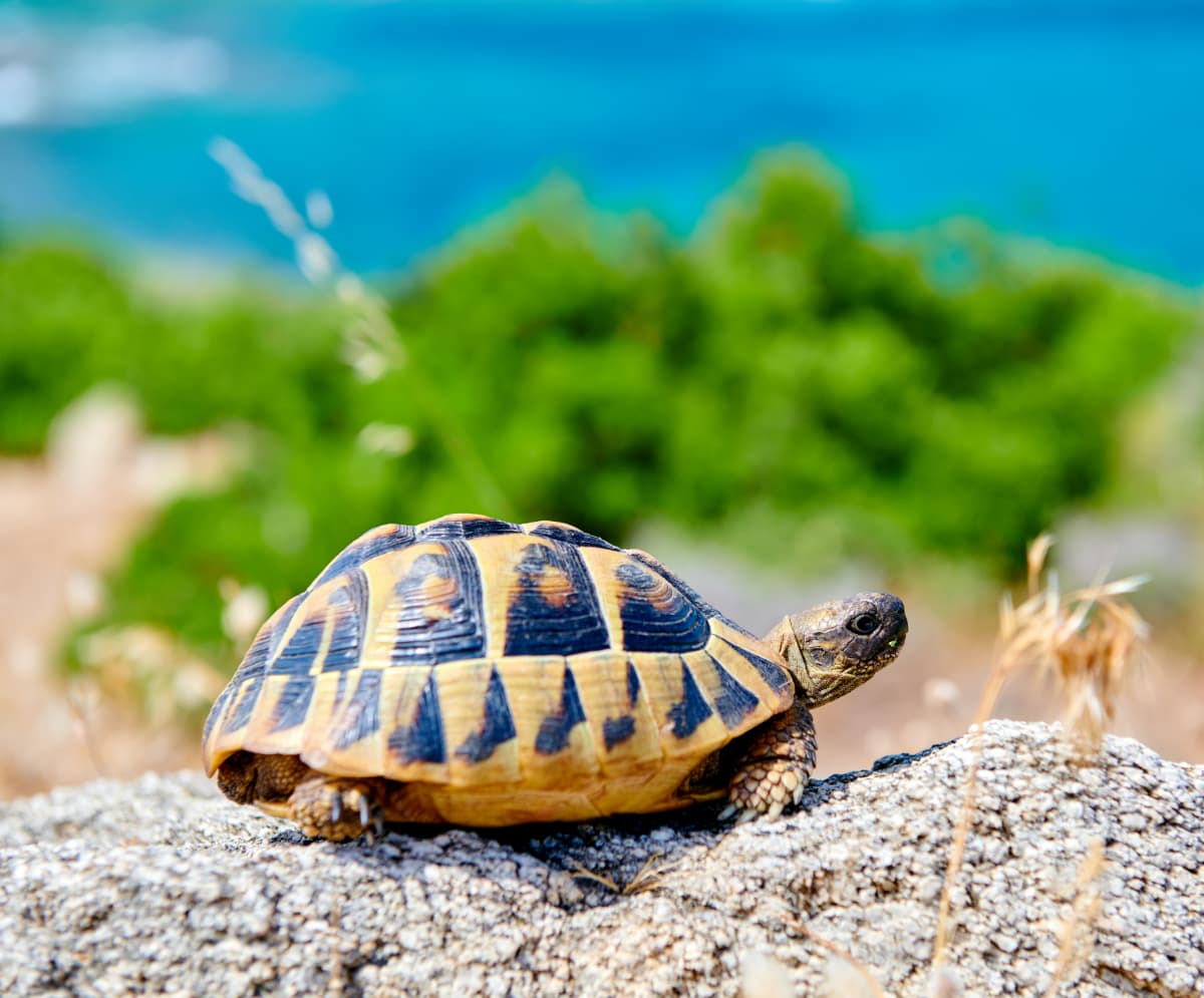 Eastern Box Turtles are fun little turtles that get around!