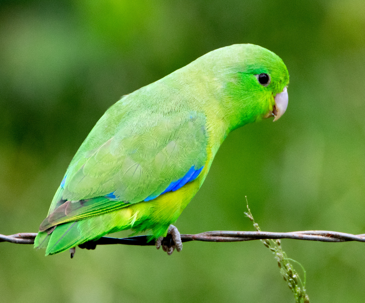 Parrots: Fascinating Feathered Friends