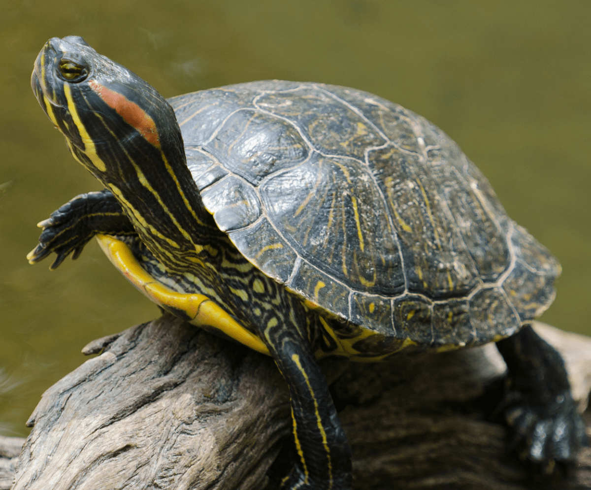 Red-Eared Slider Turtle - An Epic Life of Aquatic Adventure!