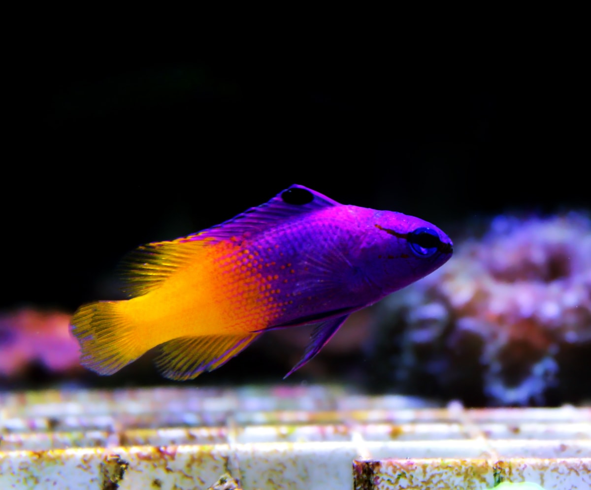 Royal Gramma Basslets: Regal Beauty in the Reef