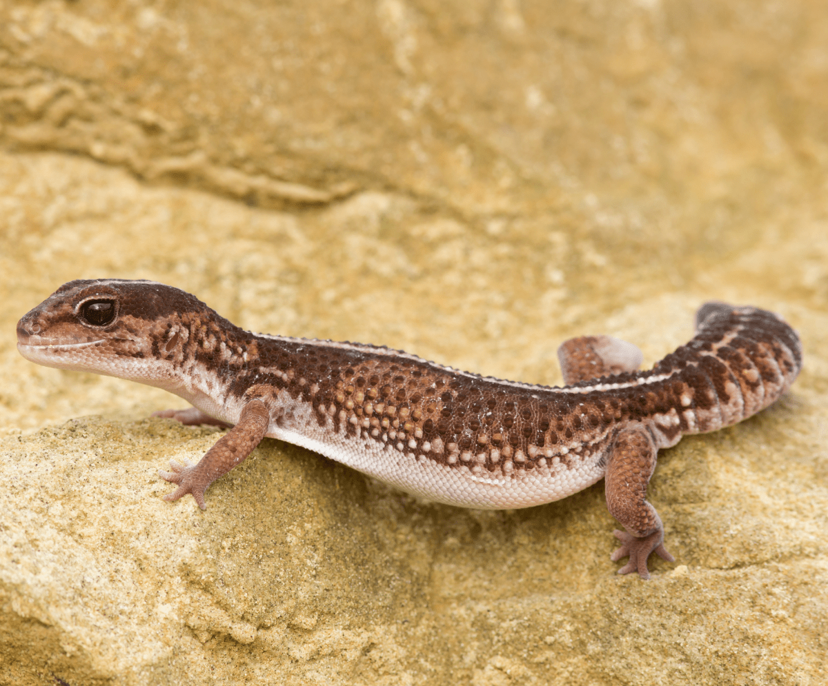 Adorable African Fat-Tailed Gecko: A Reptile to Love!