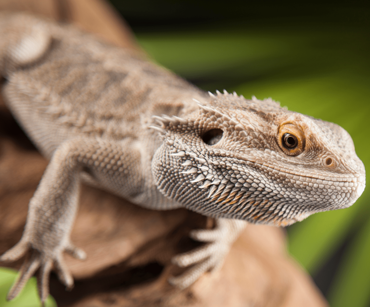 Adorable Bearded Dragons: Cute, Cuddly And A Lot of Fun!