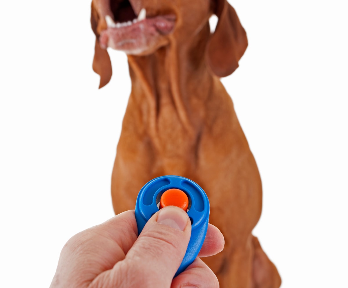 How to Clicker Train Your Pets