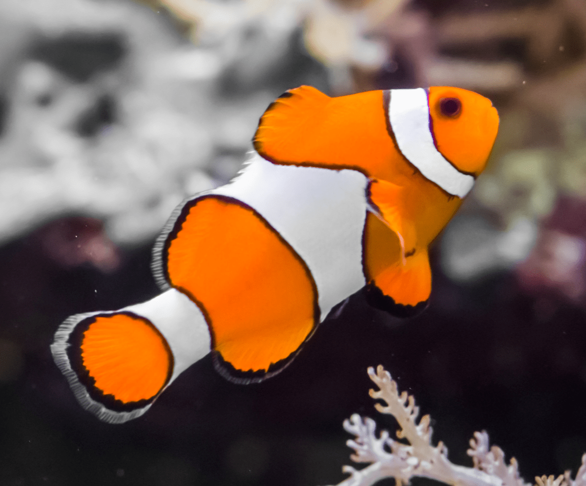 Clownfish - A Colorful and Social Fish Your Family Will Love