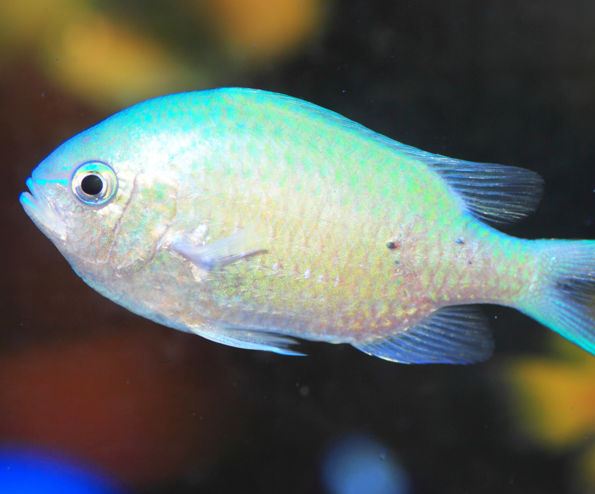 Green Chromis: A Colorful Addition to Any Aquarium