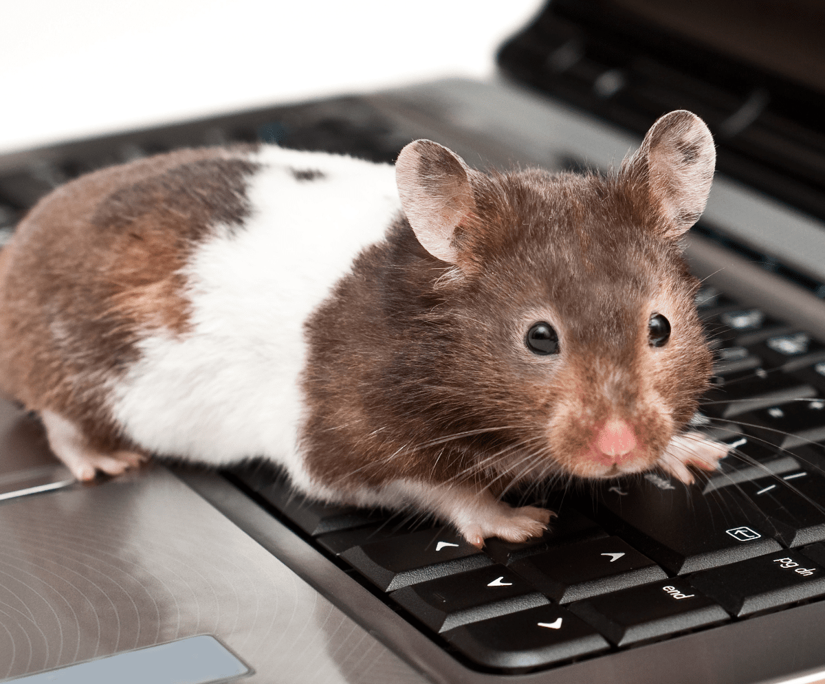 Hamsters Are Adorable & Cuddly Pet for All Ages!