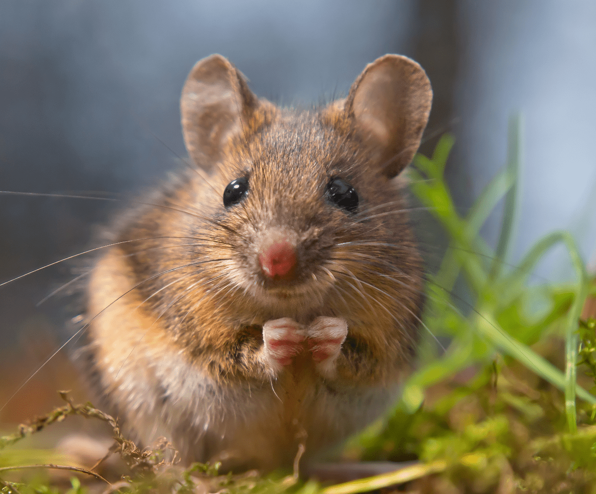 Mice Are Unassuming Little Creatures With Big Personalities