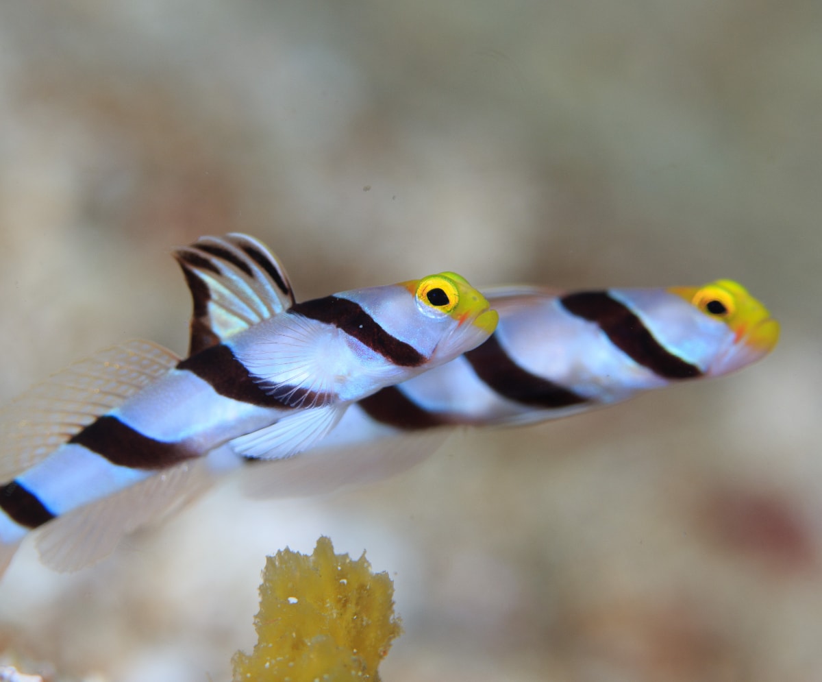 Gobies: Tiny Fish with Big Personalities