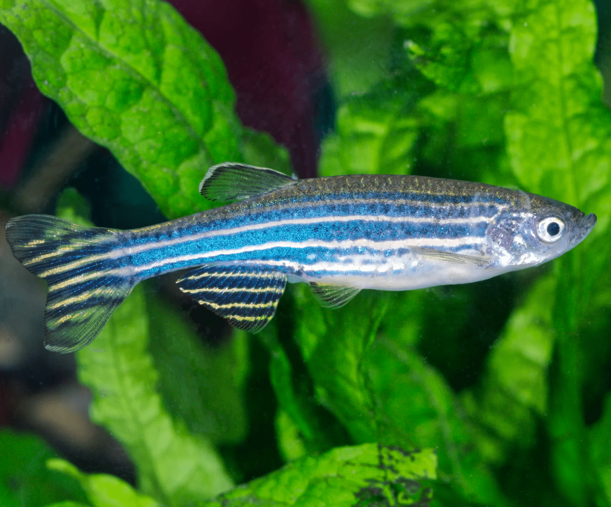 How to Calm Down Stressed Fish