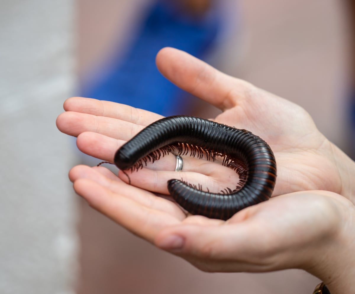 African Giant Millipedes are super unique pets!