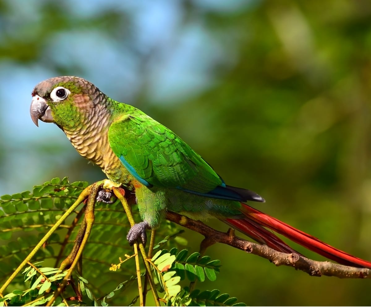 Green Cheeked Conures are Beautiful, Adorable Companions