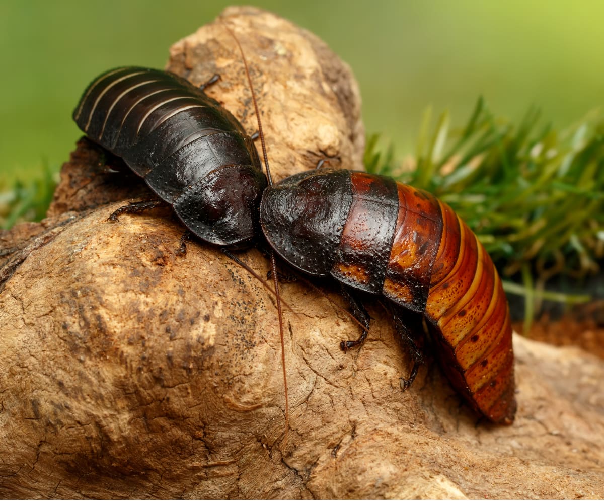 Madagascar Hissing Cockroaches Are Fun Gentle Giants!