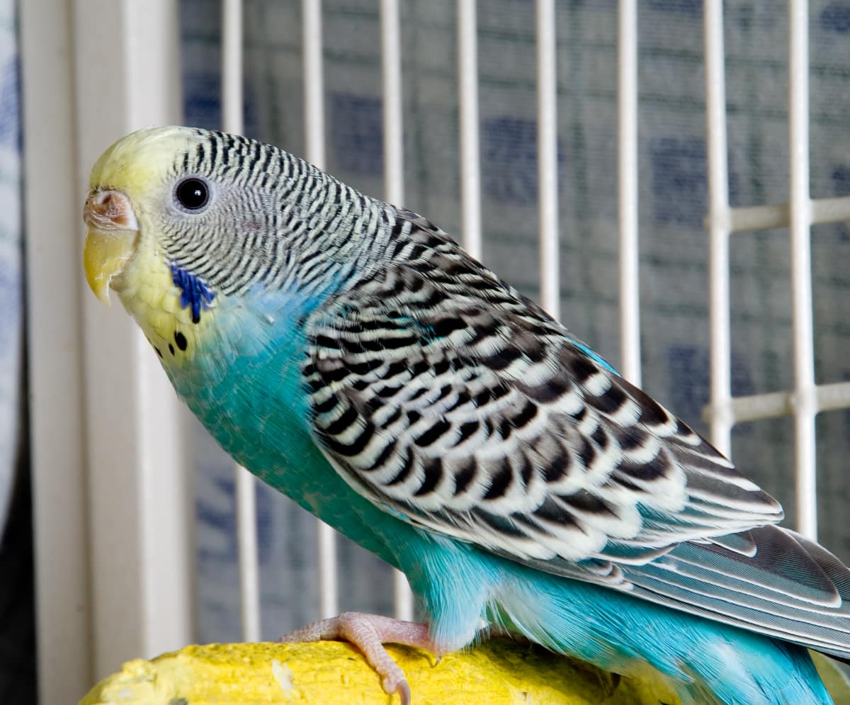 Parakeets: Tiny Pets With Big Personalities