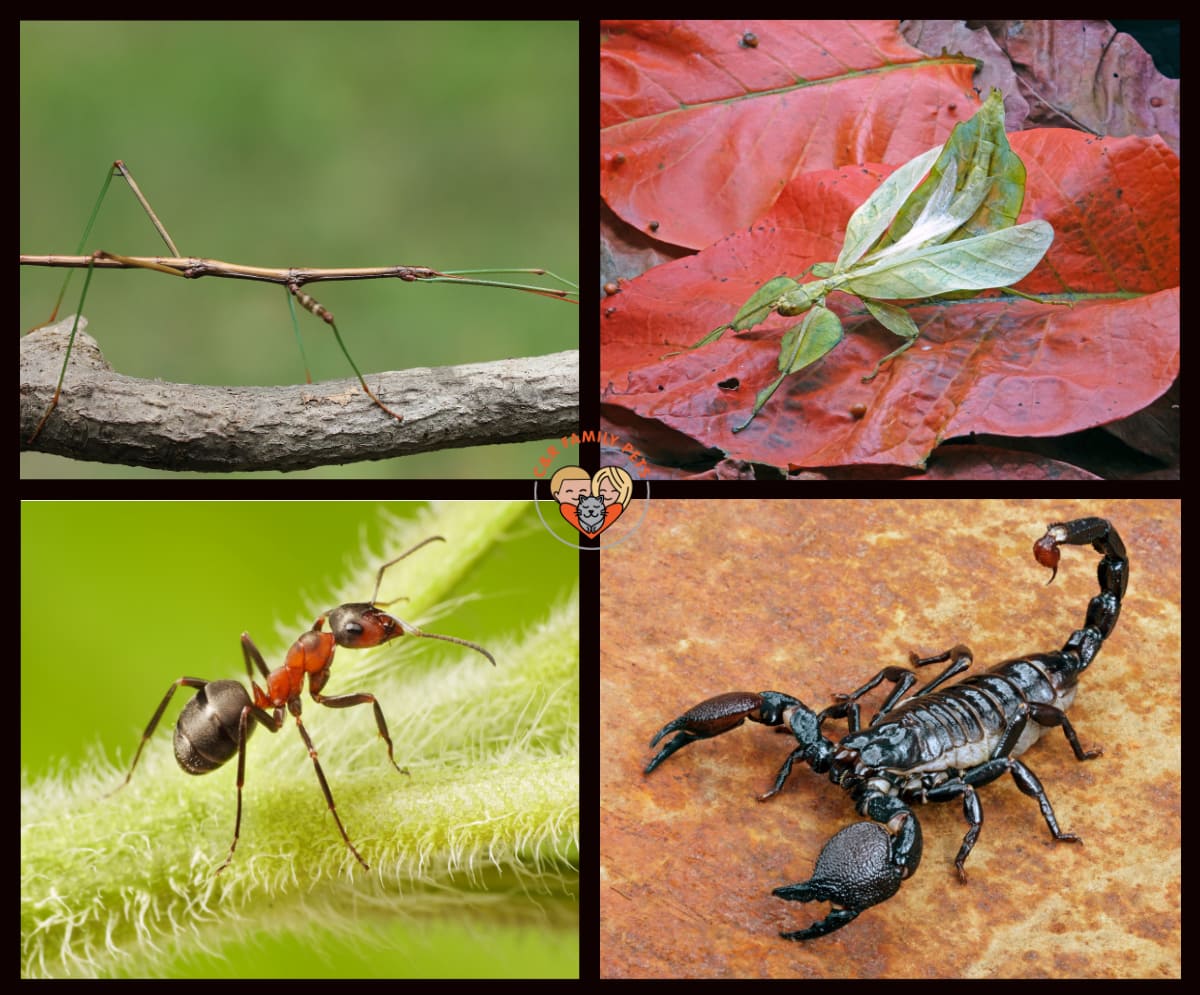Small but Mighty: The Incredible Lives of Insects