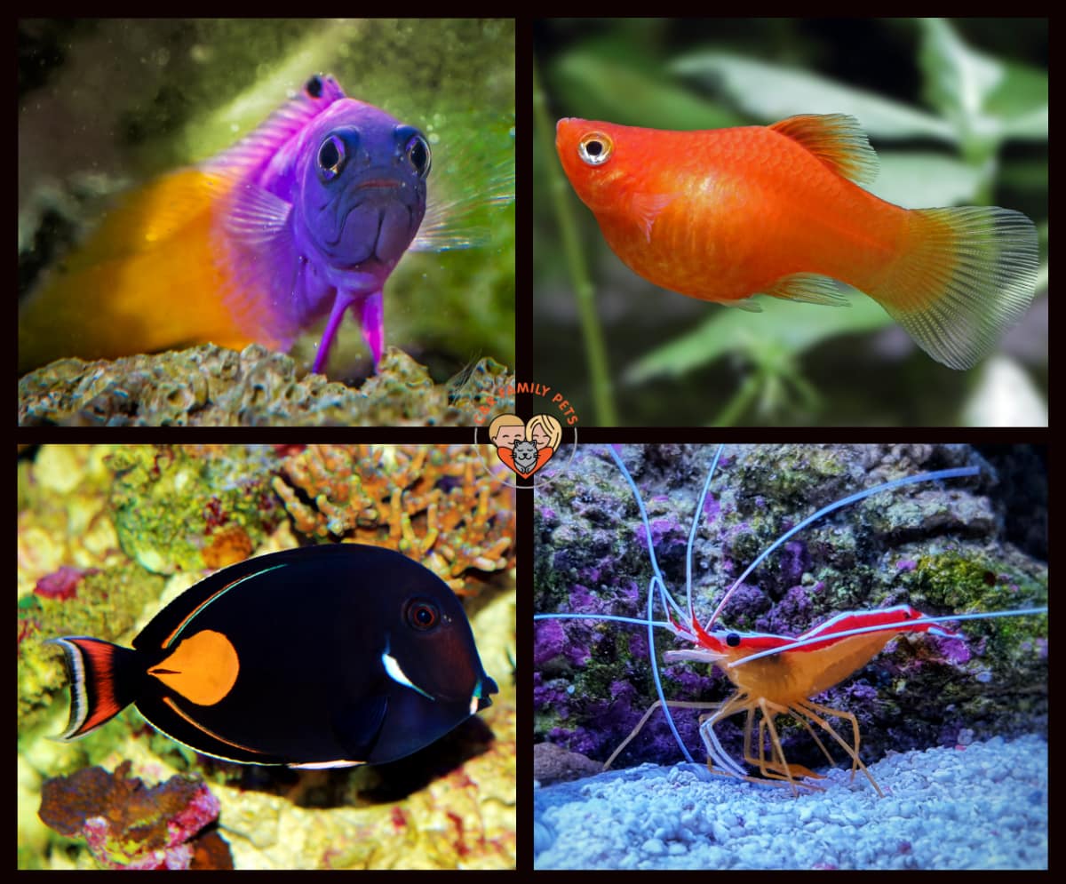 Saltwater Fish: An Undersea Adventure For Your Family!