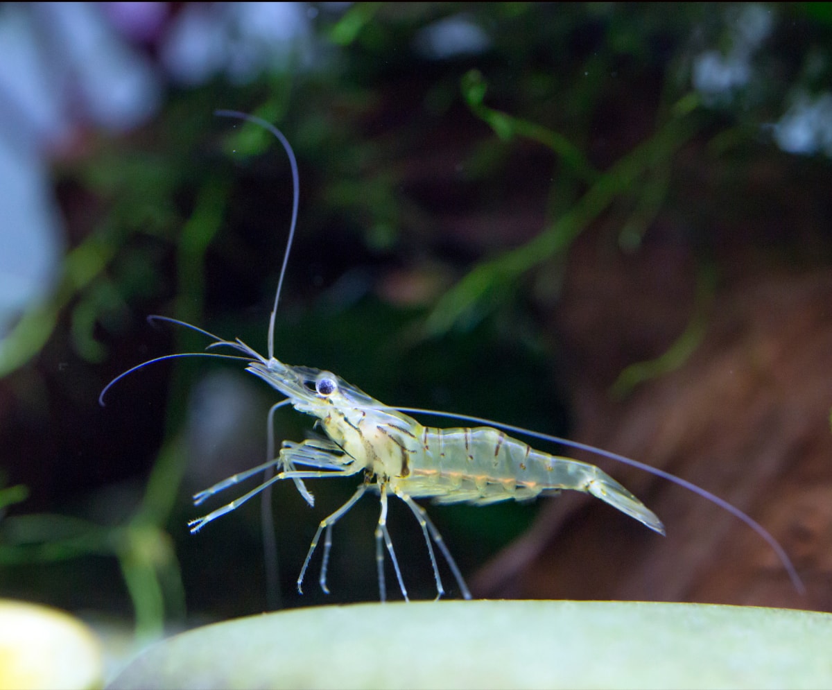 Ghost Shrimp: Spooky Little Swimmers