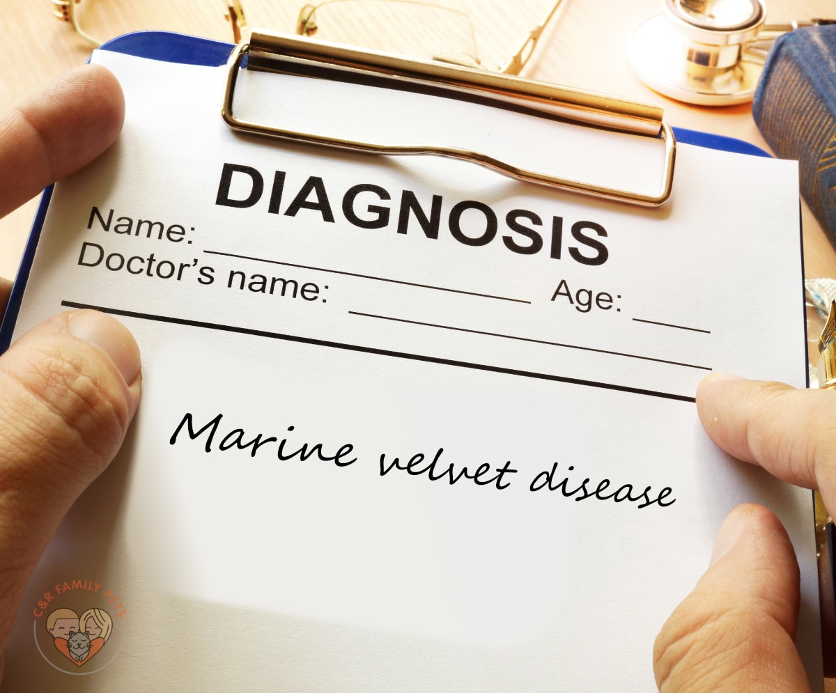 Marine Velvet Disease