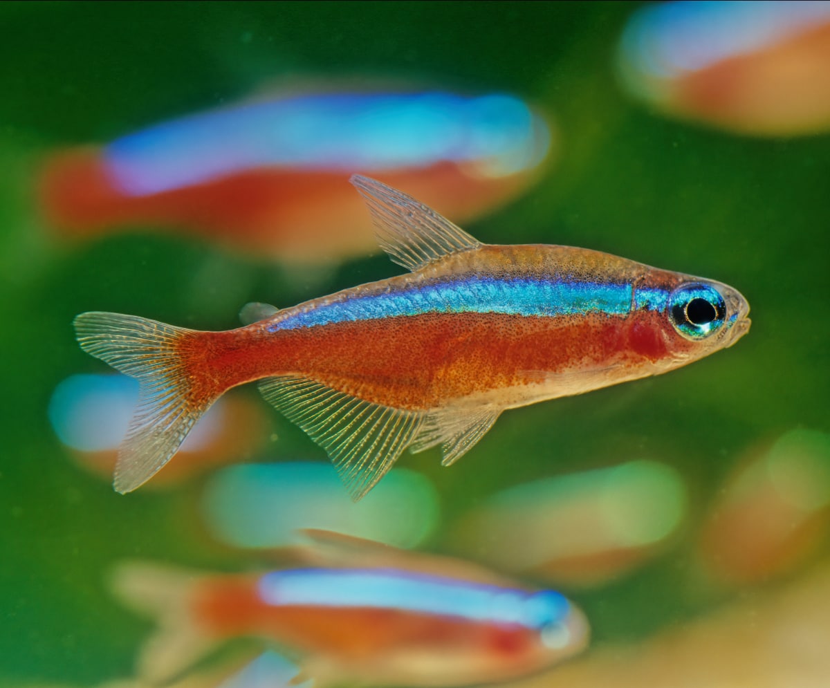 Cardinal Tetra