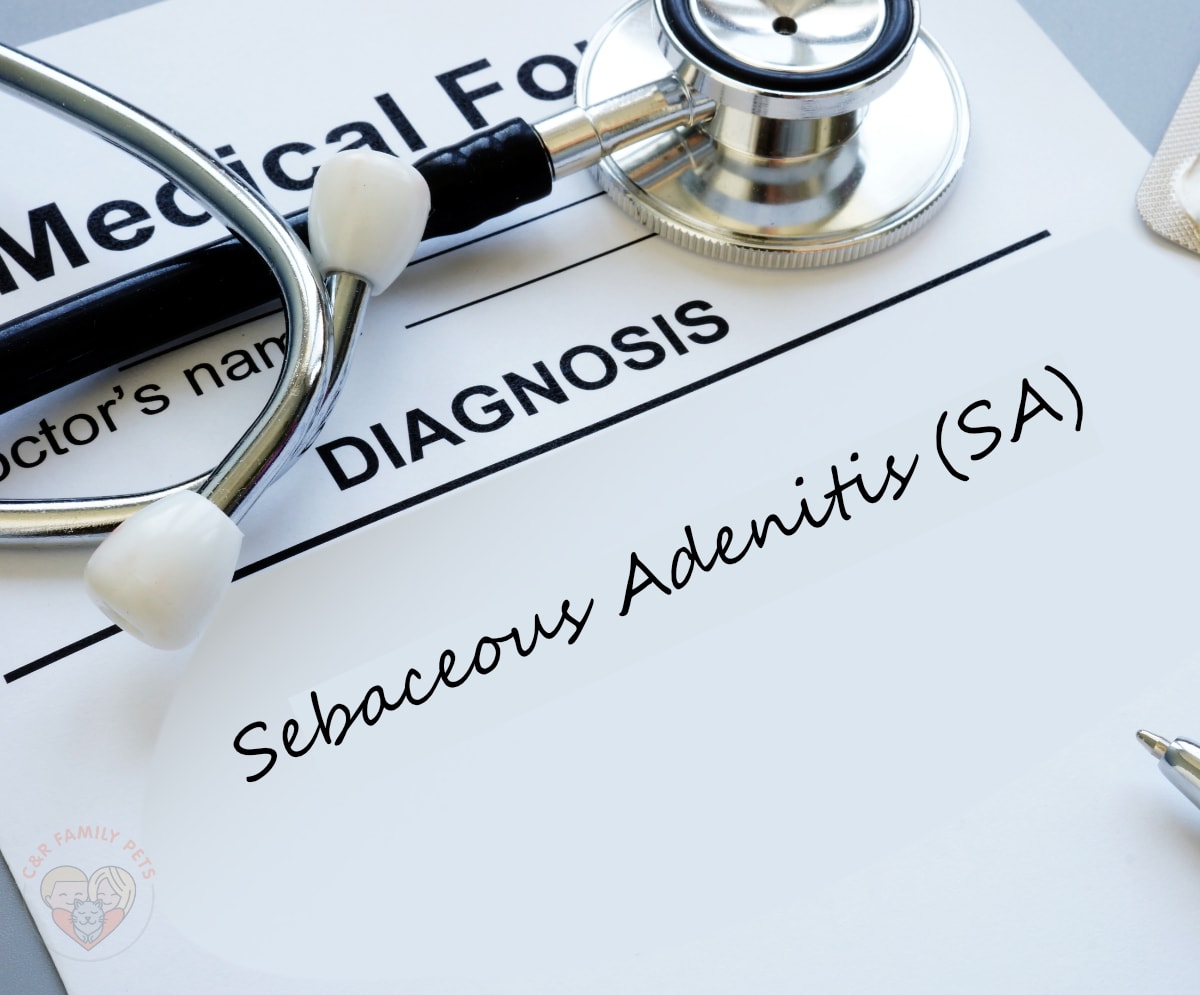 Canine Sebaceous Adenitis (SA)