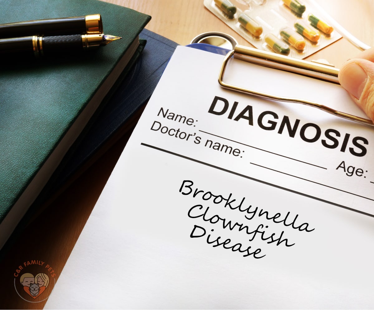 Brooklynella Clownfish Disease