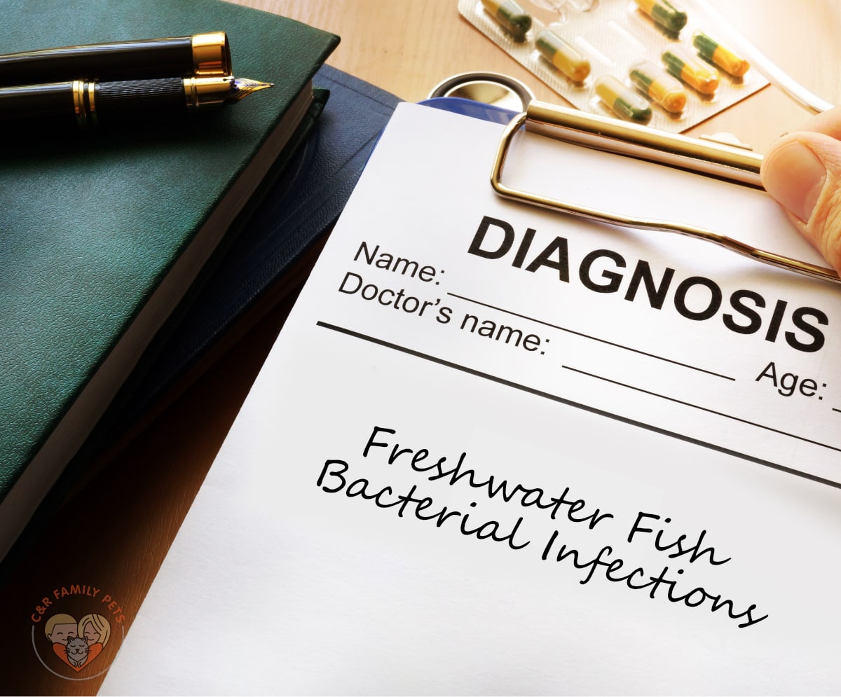 Freshwater Fish Bacterial Infections - C&R Family Pets