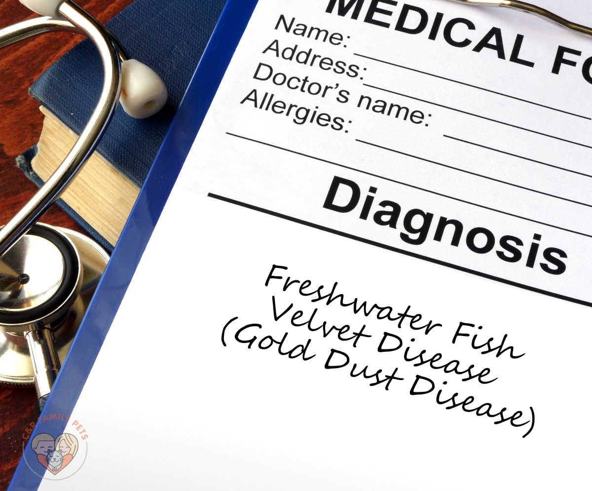 Freshwater Fish Velvet Disease (Gold Dust Disease)